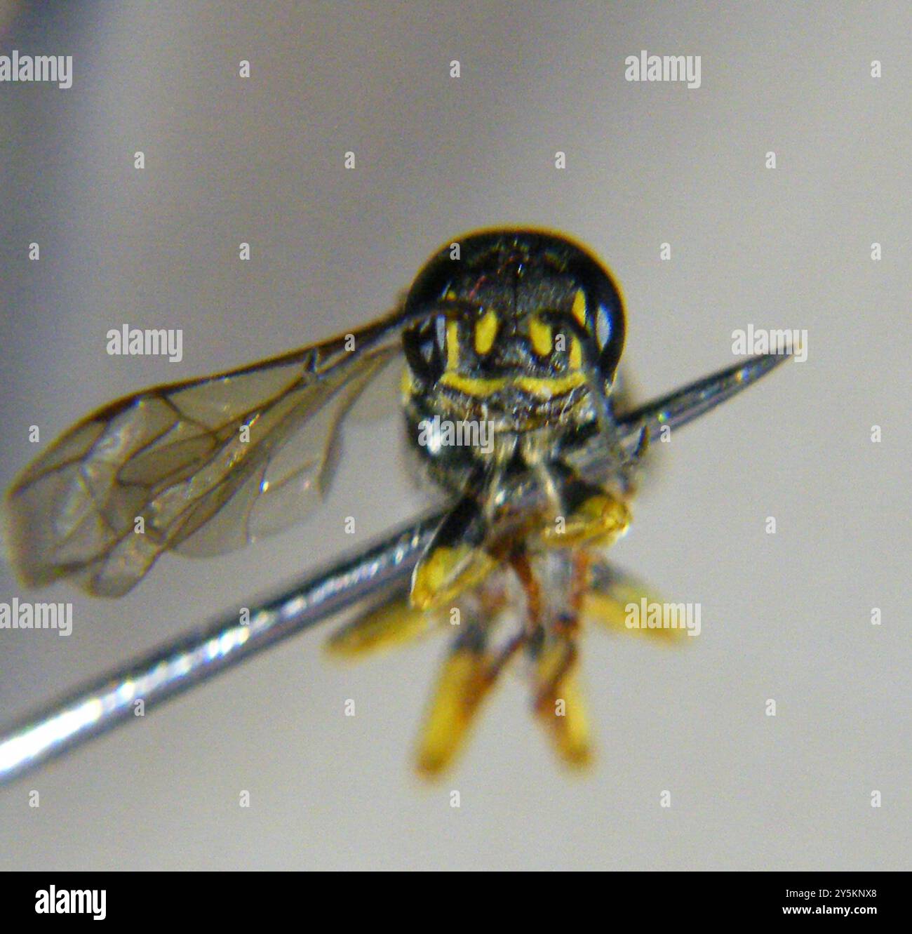 Field digger wasp (Mellinus arvensis) Insecta Stock Photo - Alamy