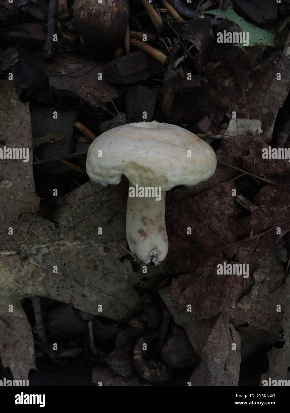 Yellowdrop Milkcap (Lactarius chrysorrheus) Fungi Stock Photo - Alamy