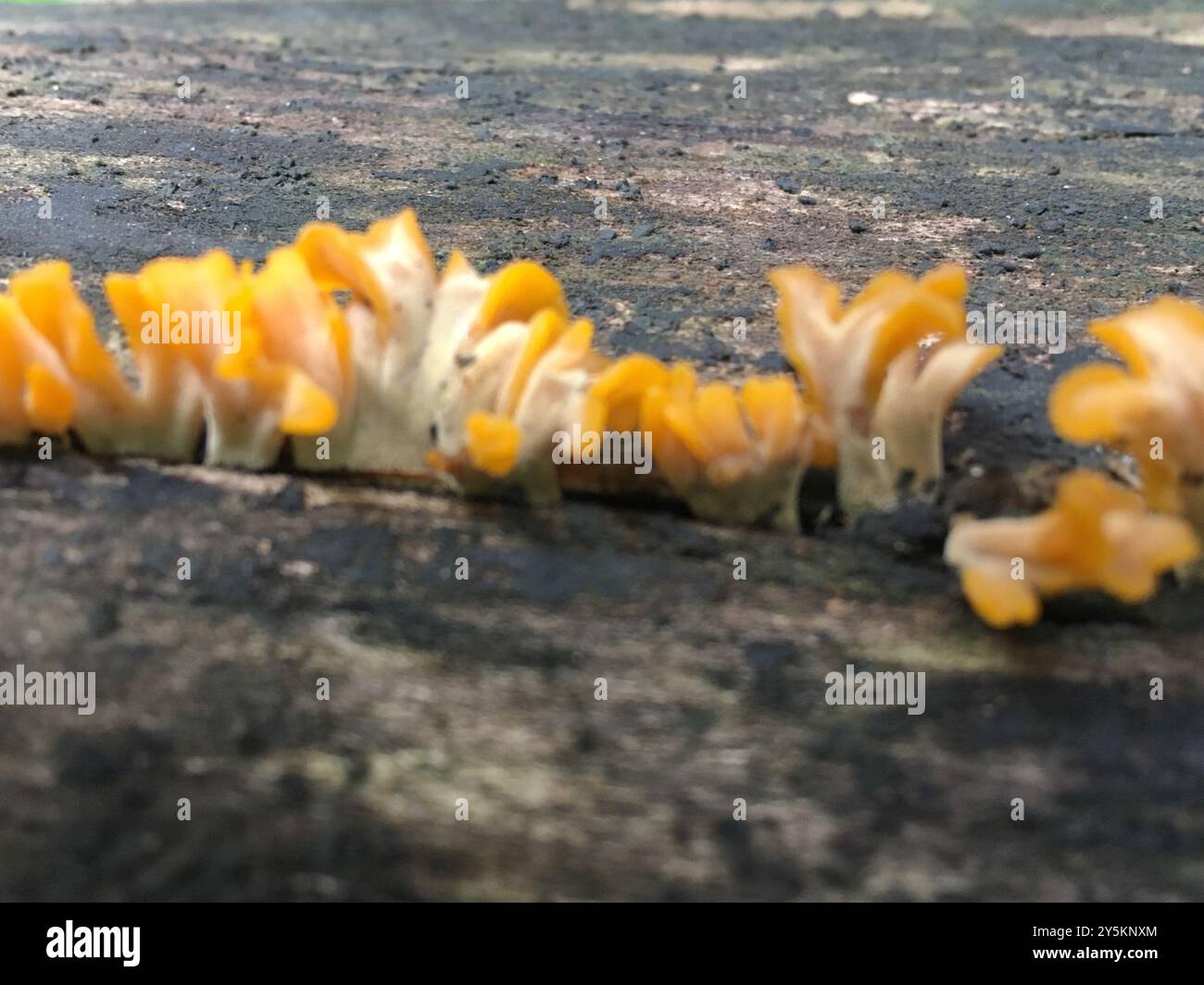 Fan shaped jelly fungi hi-res stock photography and images - Alamy