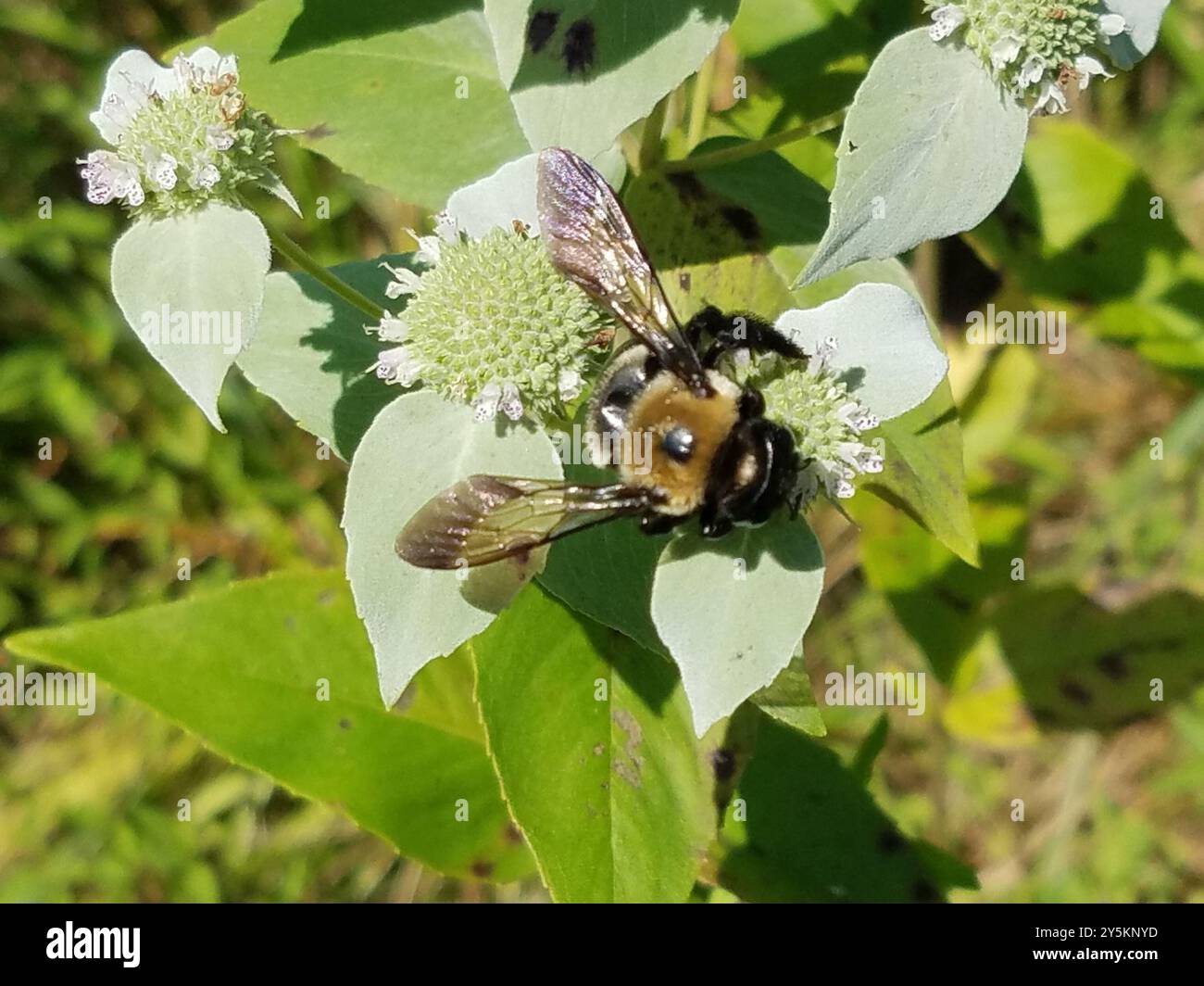 Eastern Carpenter Bee (Xylocopa virginica) Insecta Stock Photo - Alamy