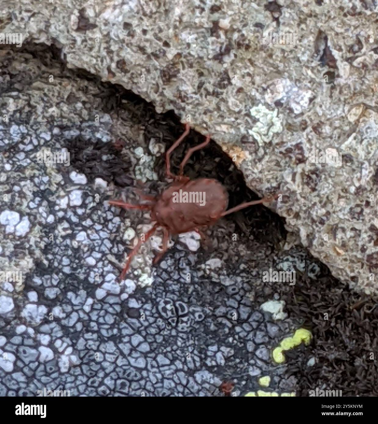 Mites and Ticks (Acari) Arachnida Stock Photo - Alamy