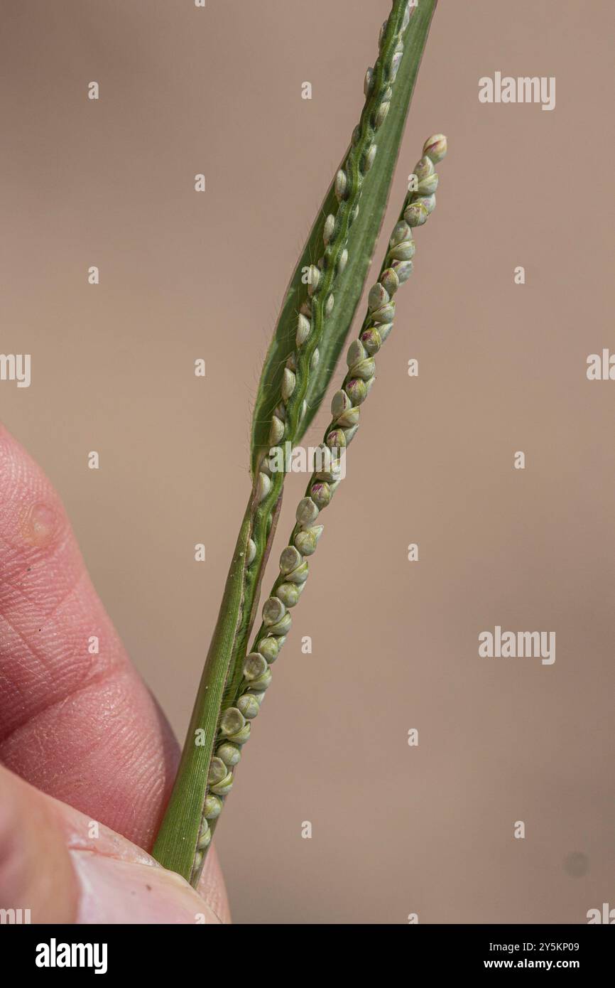 Thin Paspalum (Paspalum setaceum) Plantae Stock Photo - Alamy