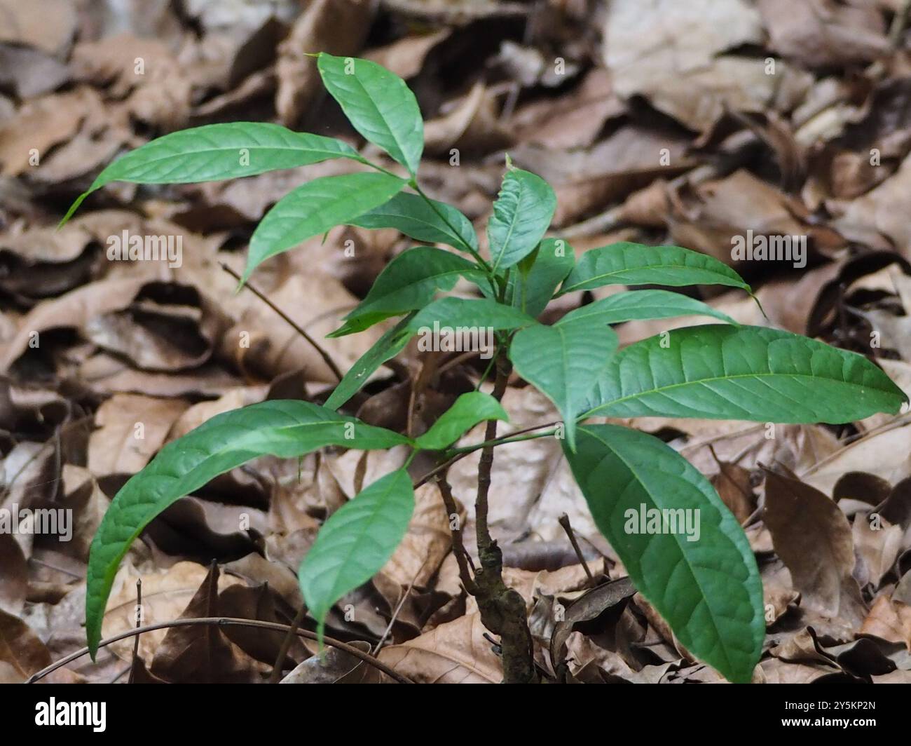 Big-leaf Mahogany (Swietenia macrophylla) Plantae Stock Photo - Alamy
