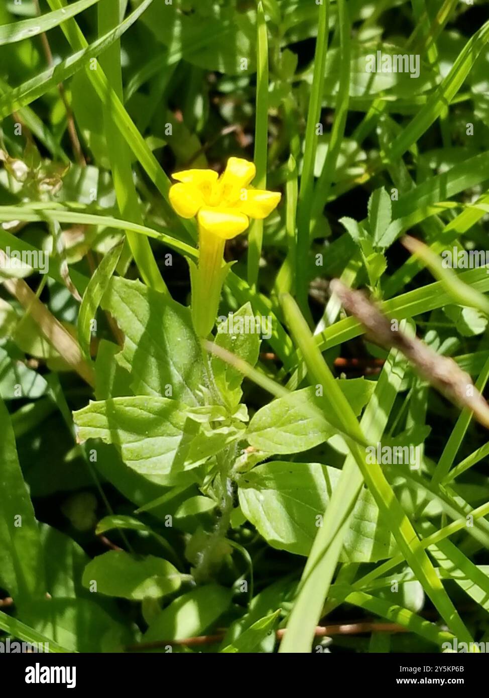 musk monkeyflower (Erythranthe moschata) Plantae Stock Photo - Alamy