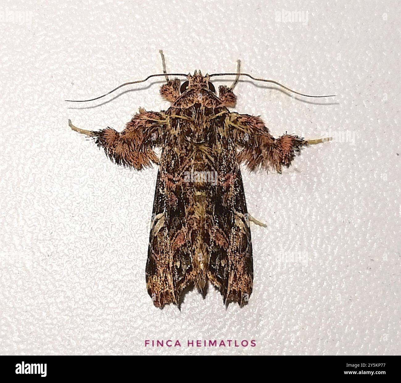 Fern Moths (Callopistria) Insecta Stock Photo - Alamy