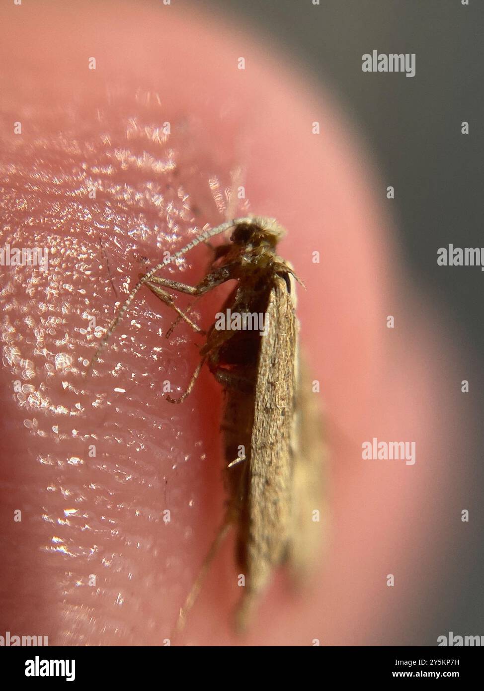 Trumpet Leafminer Moths (Tischeriidae) Insecta Stock Photo - Alamy