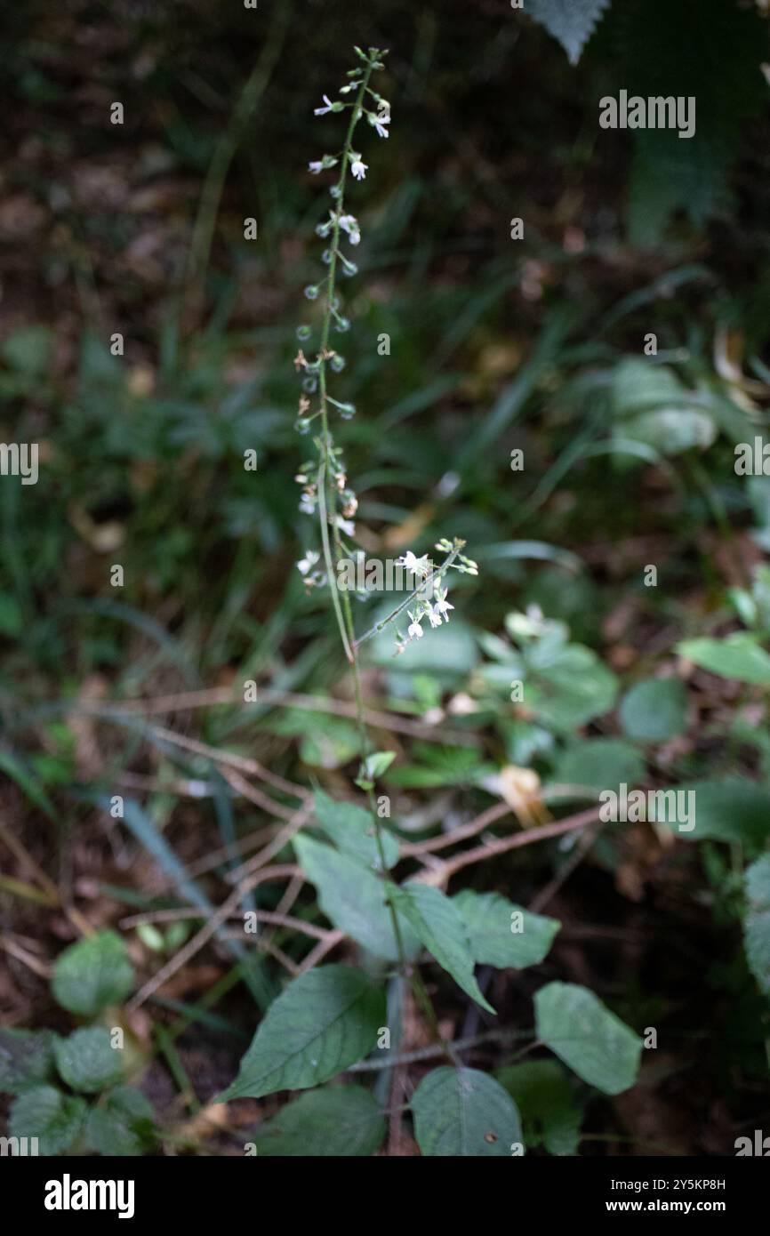 enchanter's-nightshade (Circaea lutetiana) Plantae Stock Photo - Alamy