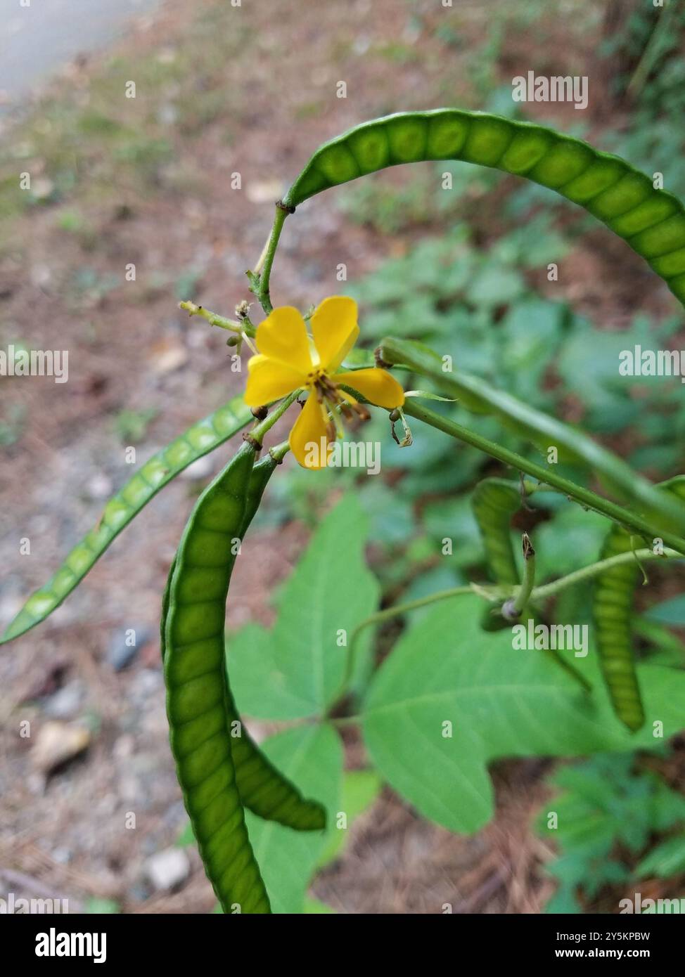 American senna (Senna hebecarpa) Plantae Stock Photo - Alamy