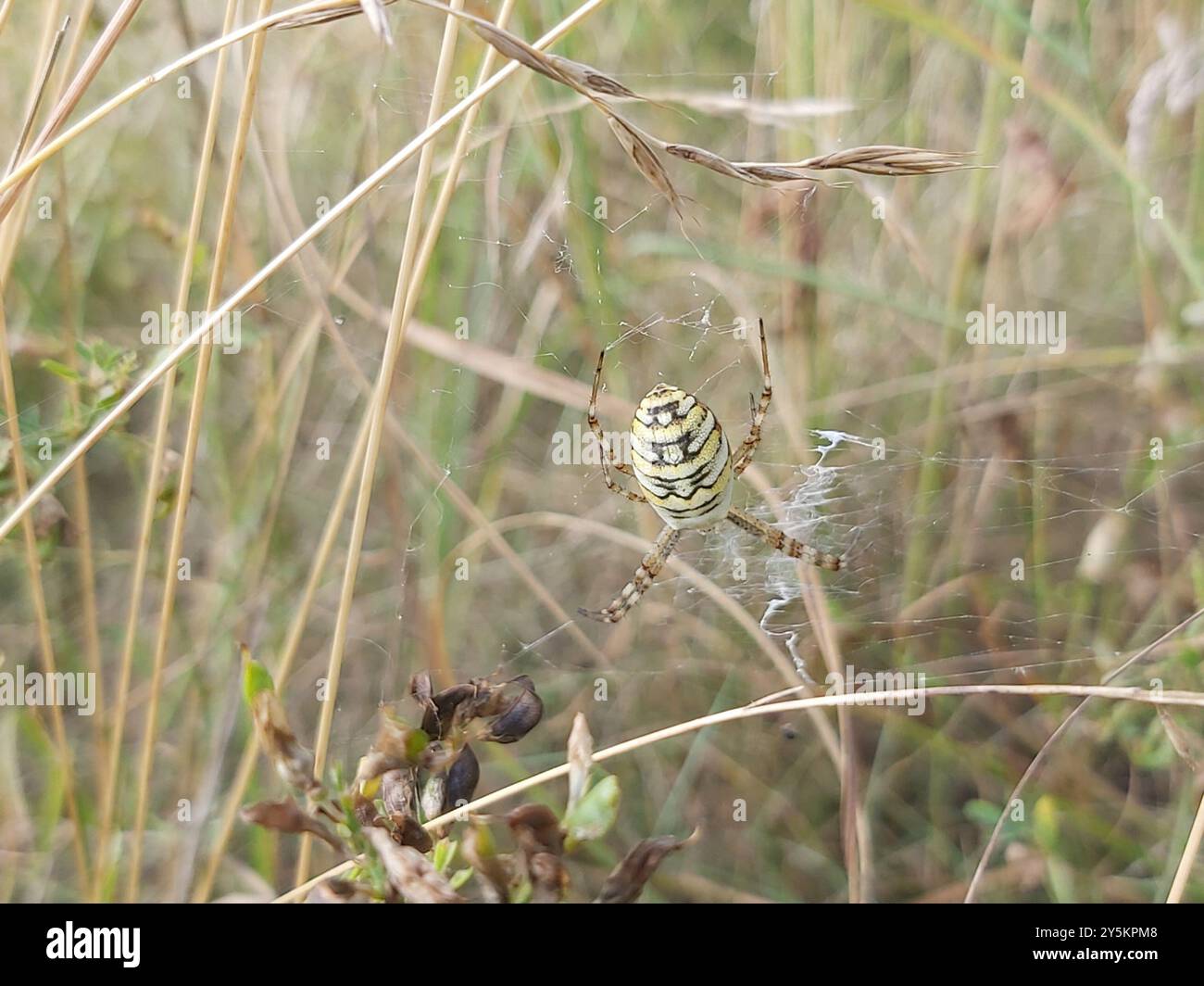 Wasp Spider (Argiope bruennichi) Arachnida Stock Photo - Alamy
