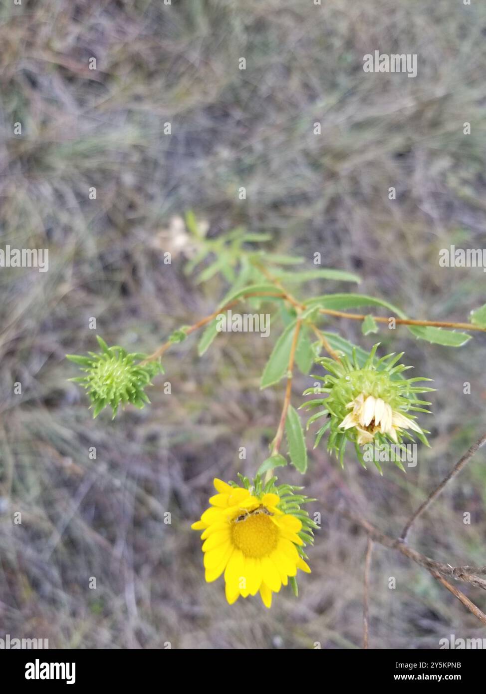 Narrowleaf Gumweed (Grindelia lanceolata) Plantae Stock Photo - Alamy
