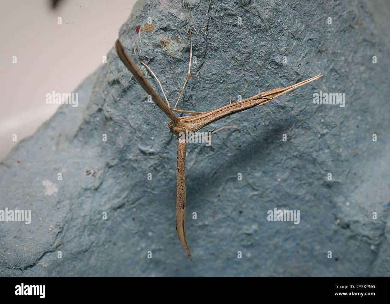 Morning-glory Plume Moth (Emmelina monodactyla) Insecta Stock Photo - Alamy