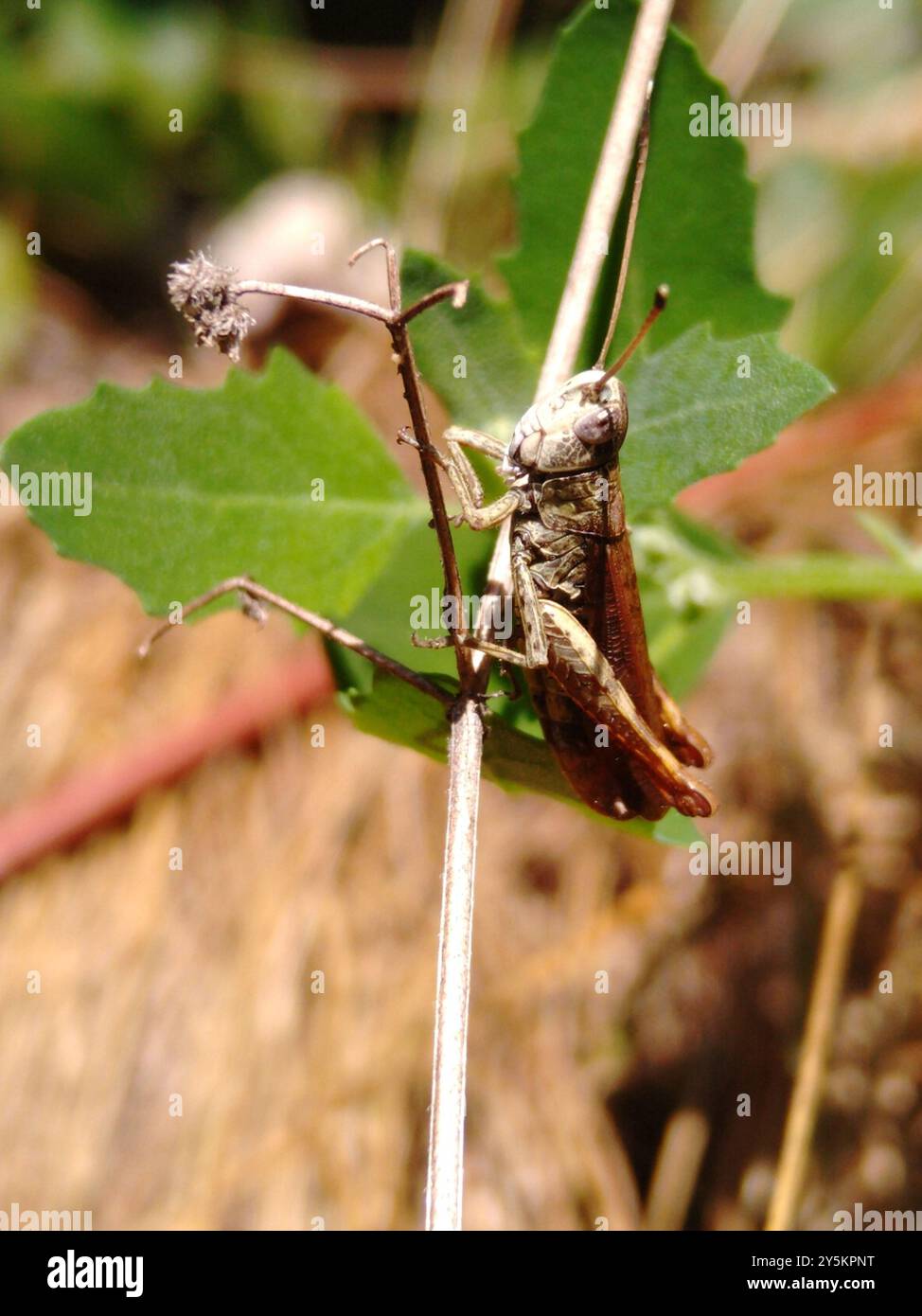 Rufous Grasshopper (Gomphocerippus rufus) Insecta Stock Photo - Alamy