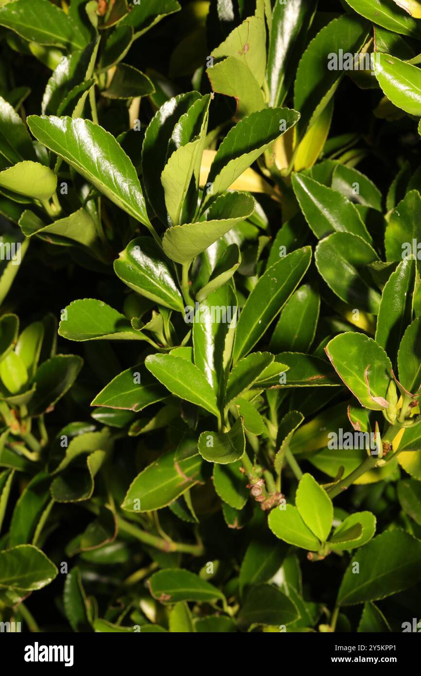 Japanese spindle tree (Euonymus japonicus) Plantae Stock Photo - Alamy