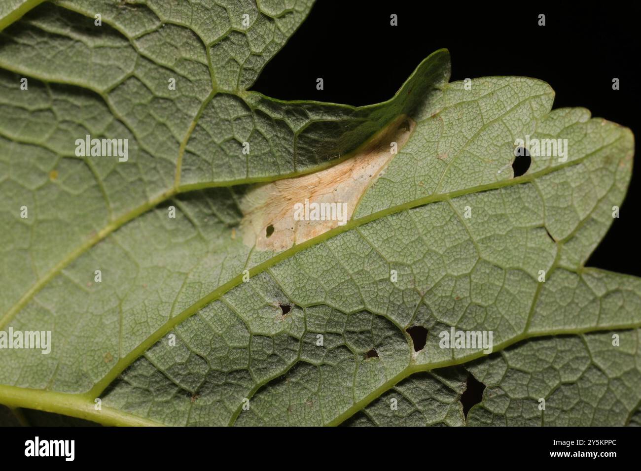 Sycamore Midget (Phyllonorycter geniculella) Insecta Stock Photo - Alamy