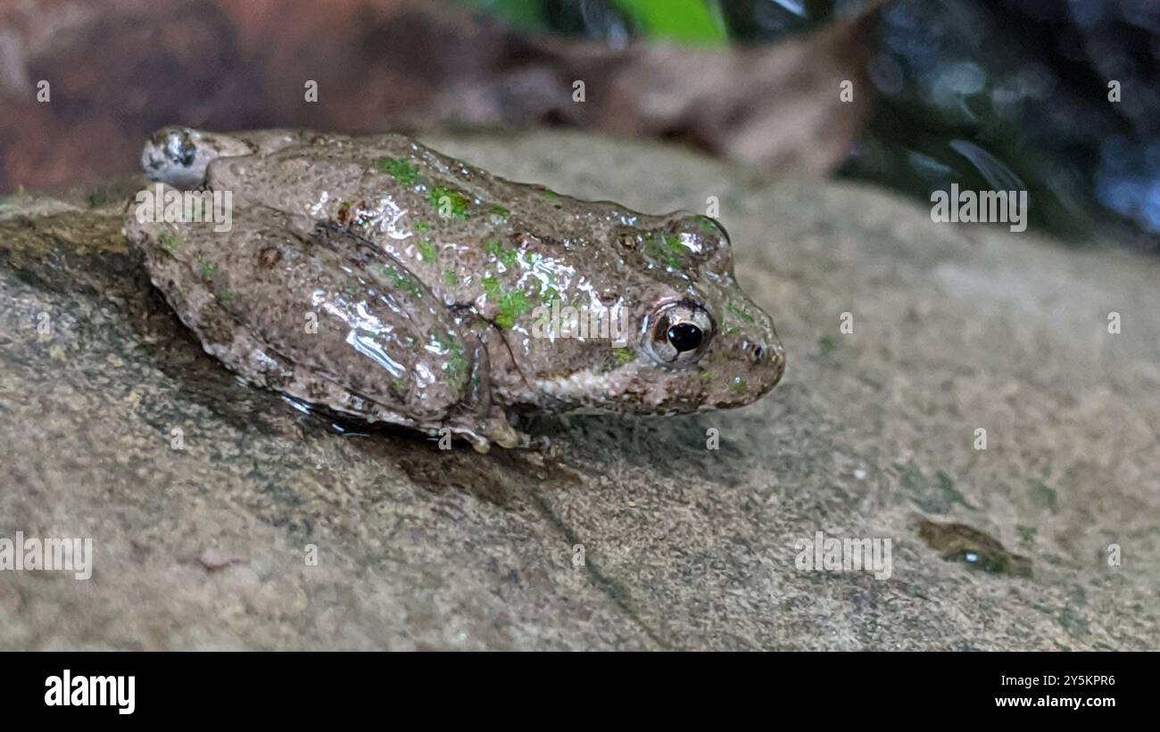 Northern Cricket Frog (Acris crepitans) Amphibia Stock Photo - Alamy