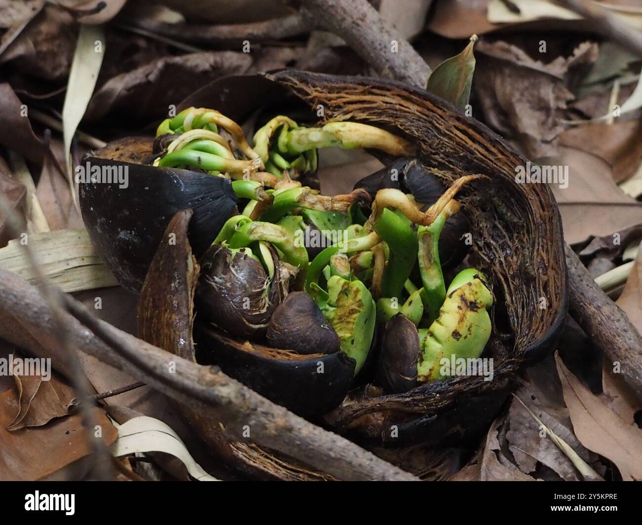 saba nut tree (Pachira glabra) Plantae Stock Photo - Alamy