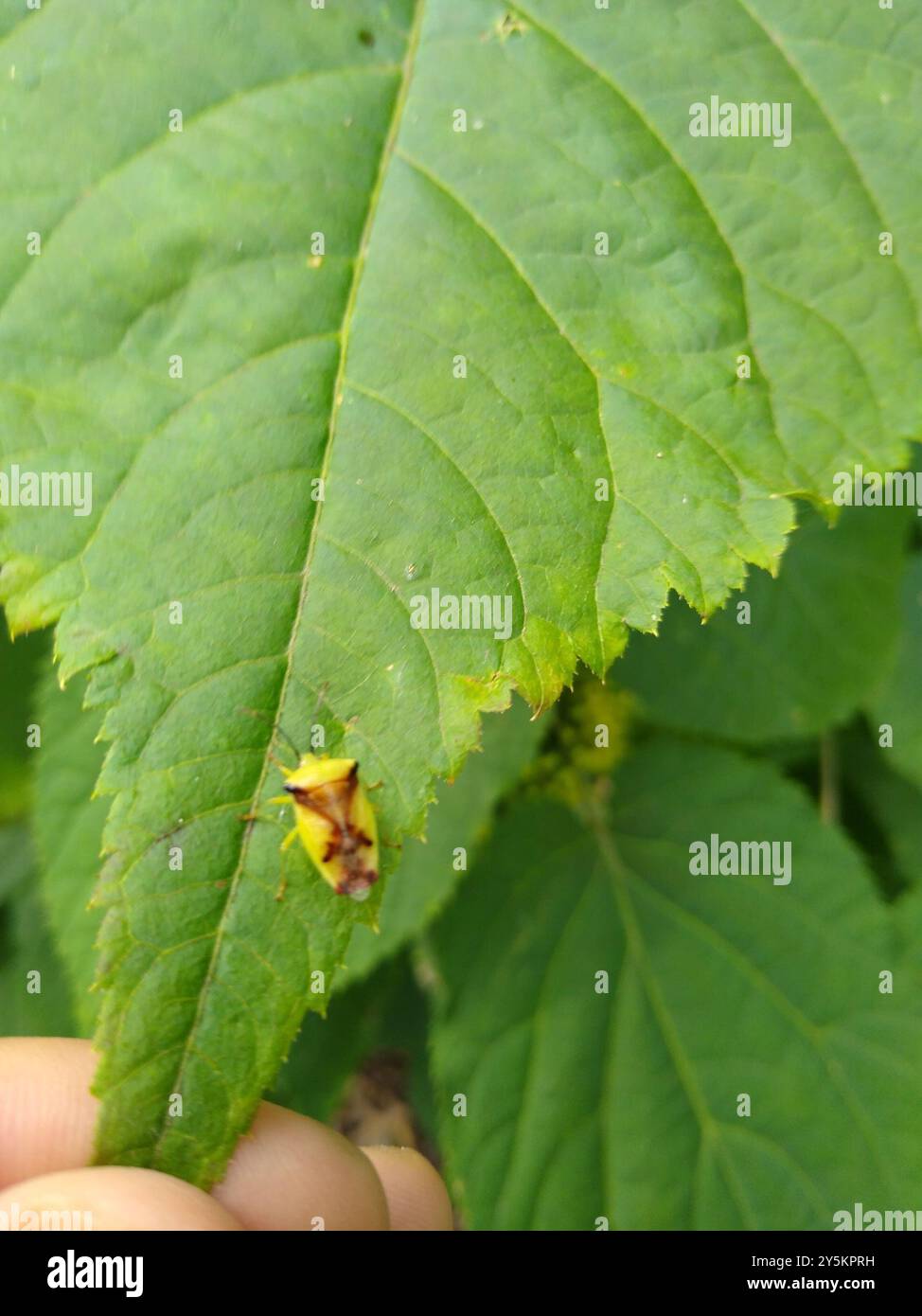 Hercules Club Stink Bug (Elasmostethus atricornis) Insecta Stock Photo ...