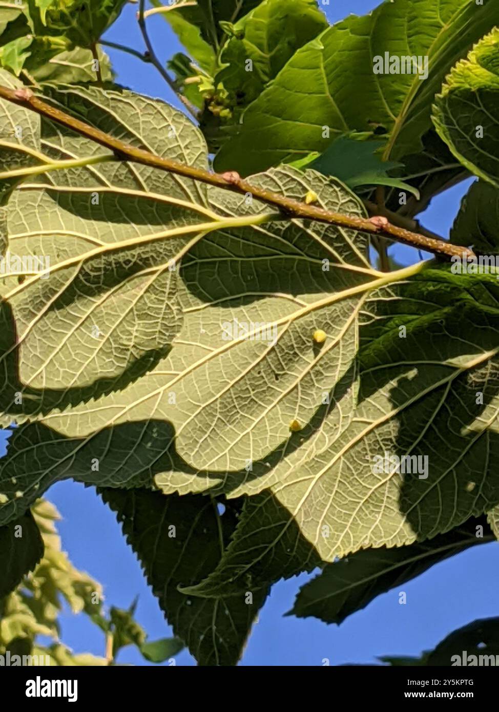 Hackberry Thorn Gall Midge (Celticecis spiniformis) Insecta Stock Photo ...