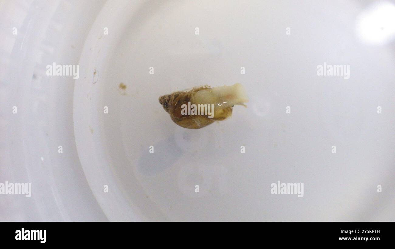 Pond Snails, Bladder Snails, and Allies (Lymnaeoidea) Mollusca Stock ...