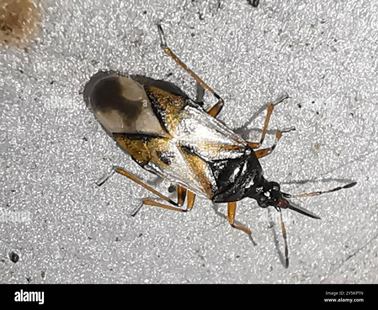 Common Flowerbug (Anthocoris nemorum) Insecta Stock Photo - Alamy