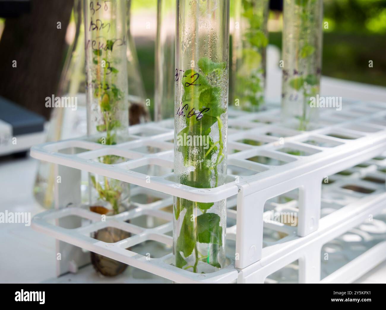 Laboratory microclonal reproduction reproduction using hi-res stock ...