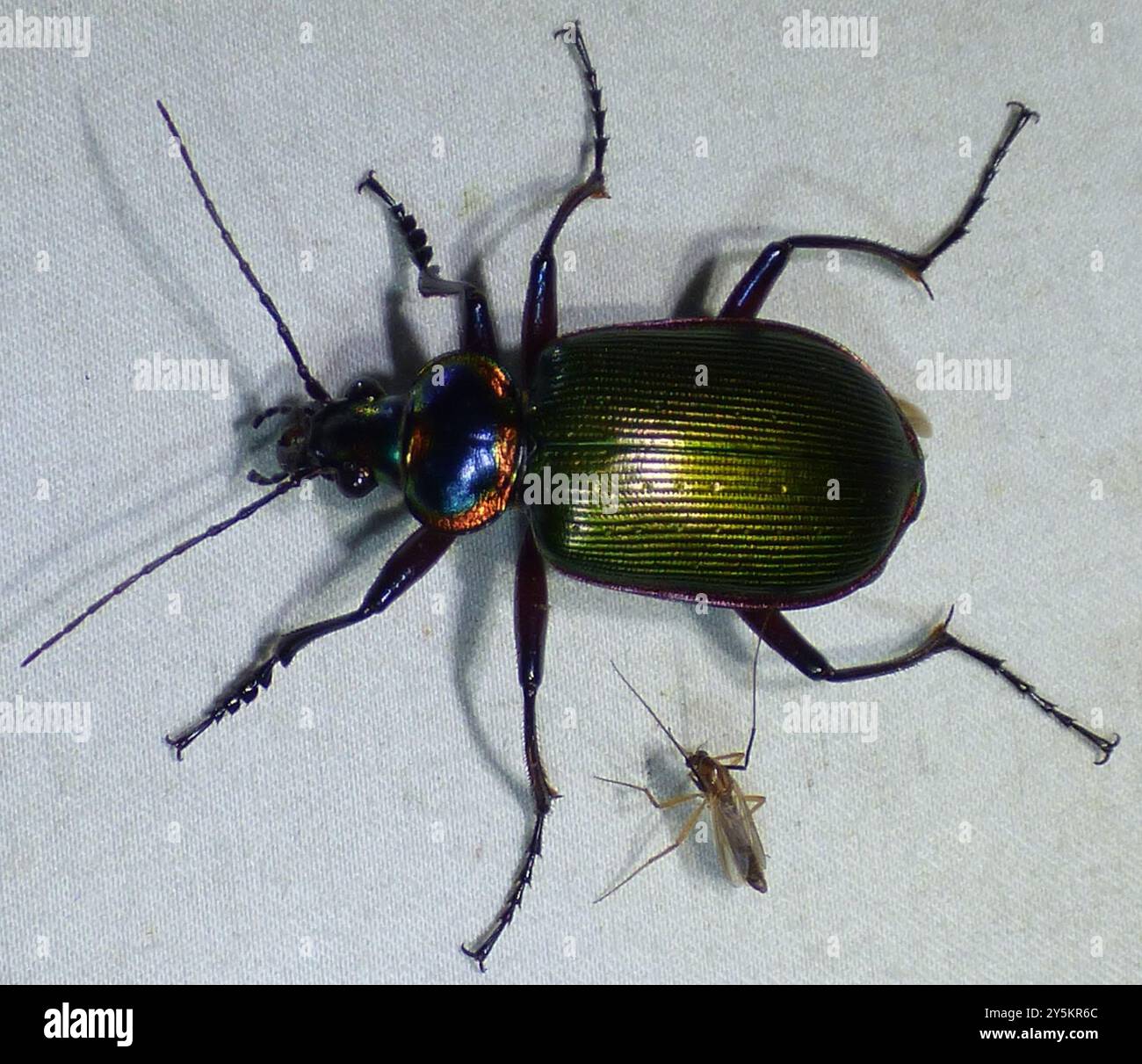 Fiery Searcher (Calosoma scrutator) Insecta Stock Photo - Alamy