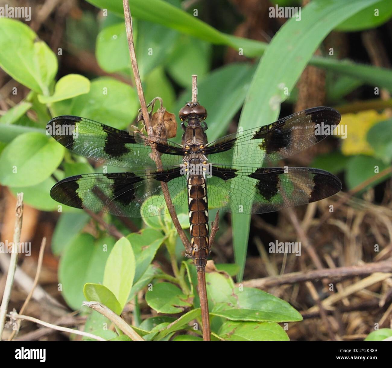 Common Whitetail (Plathemis lydia) Insecta Stock Photo - Alamy