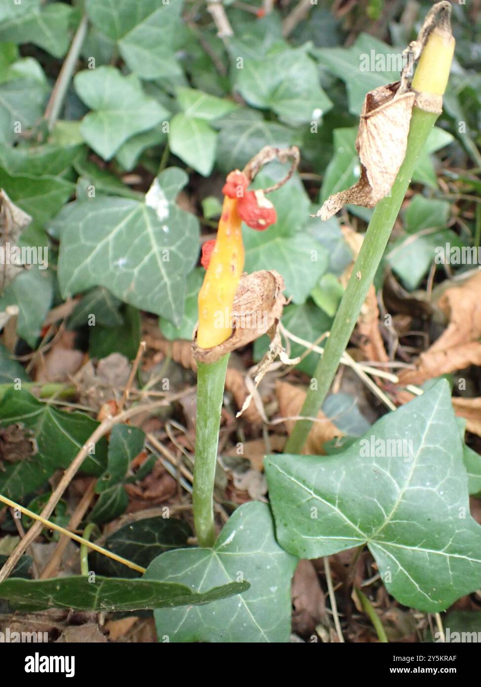 Cuckoo-pint (Arum maculatum) Plantae Stock Photo - Alamy