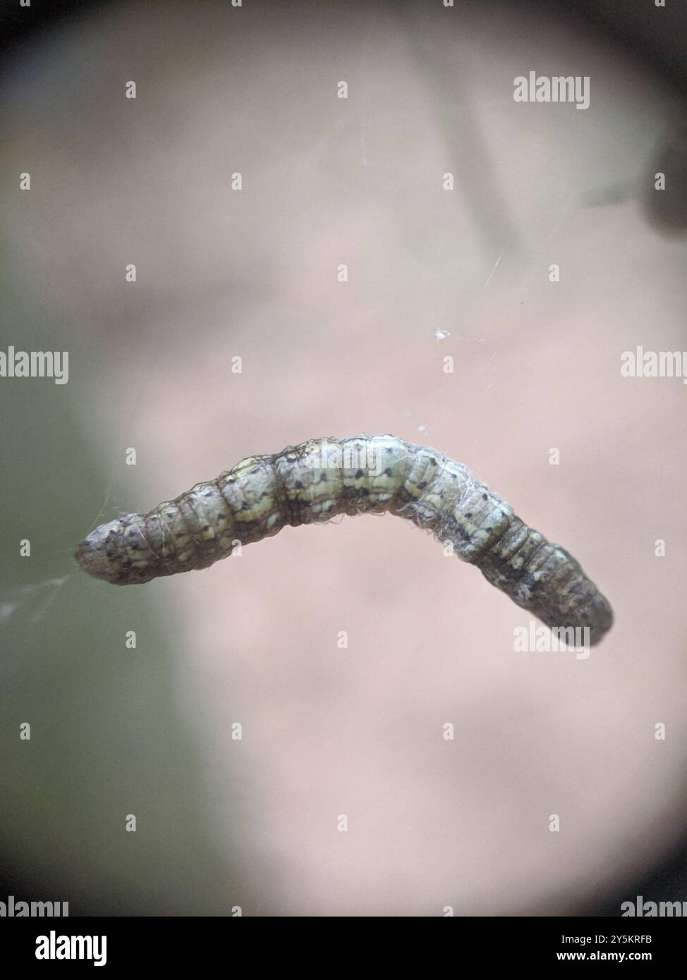 Geometer Moths (Geometridae) Insecta Stock Photo - Alamy