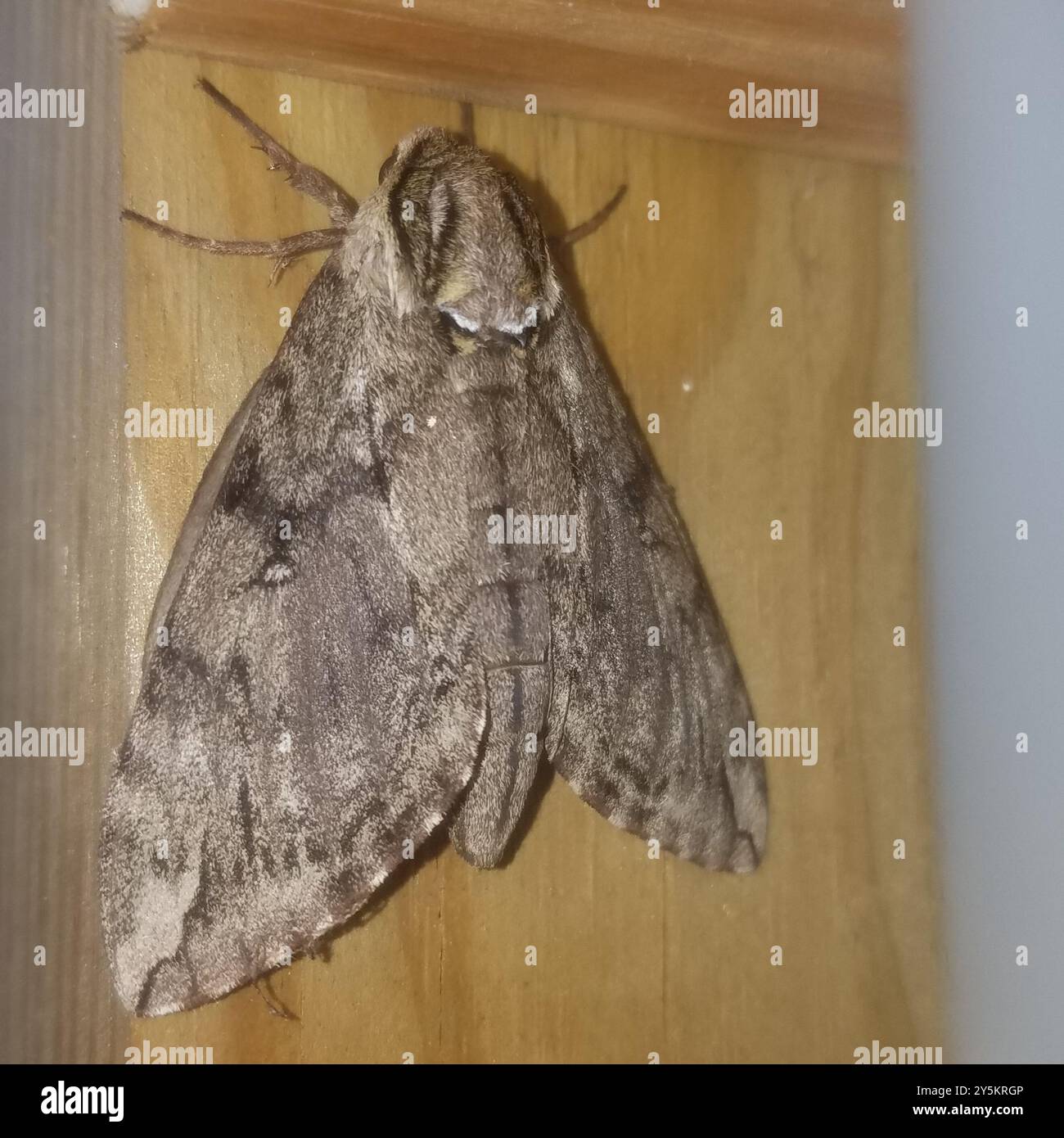 Catalpa Sphinx (Ceratomia catalpae) Insecta Stock Photo - Alamy