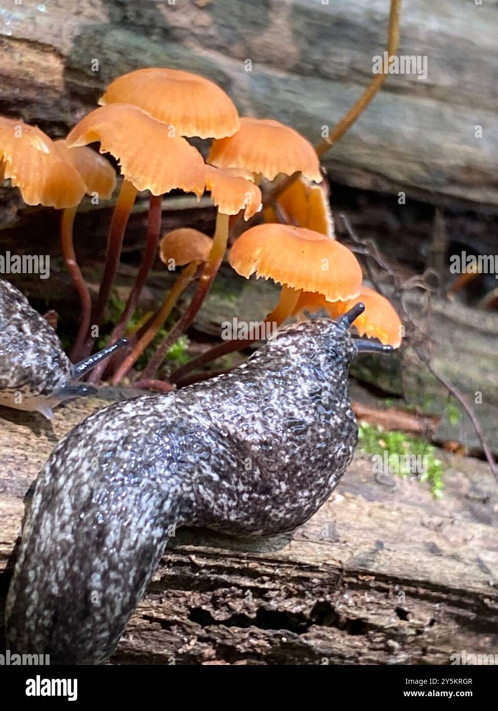 Carolina Mantleslug (Philomycus carolinianus) Mollusca Stock Photo - Alamy