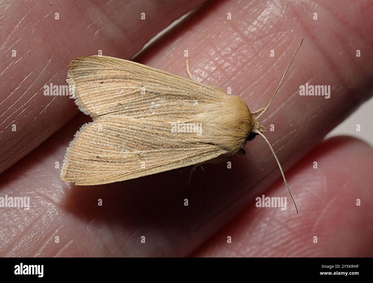 Common Wainscot (Mythimna pallens) Insecta Stock Photo - Alamy