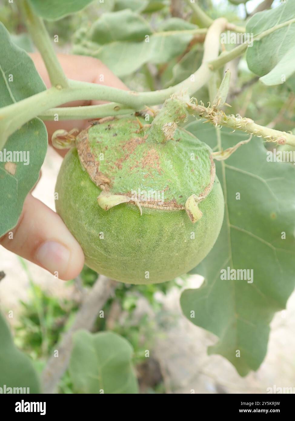 wolf-apple (Solanum lycocarpum) Plantae Stock Photo - Alamy