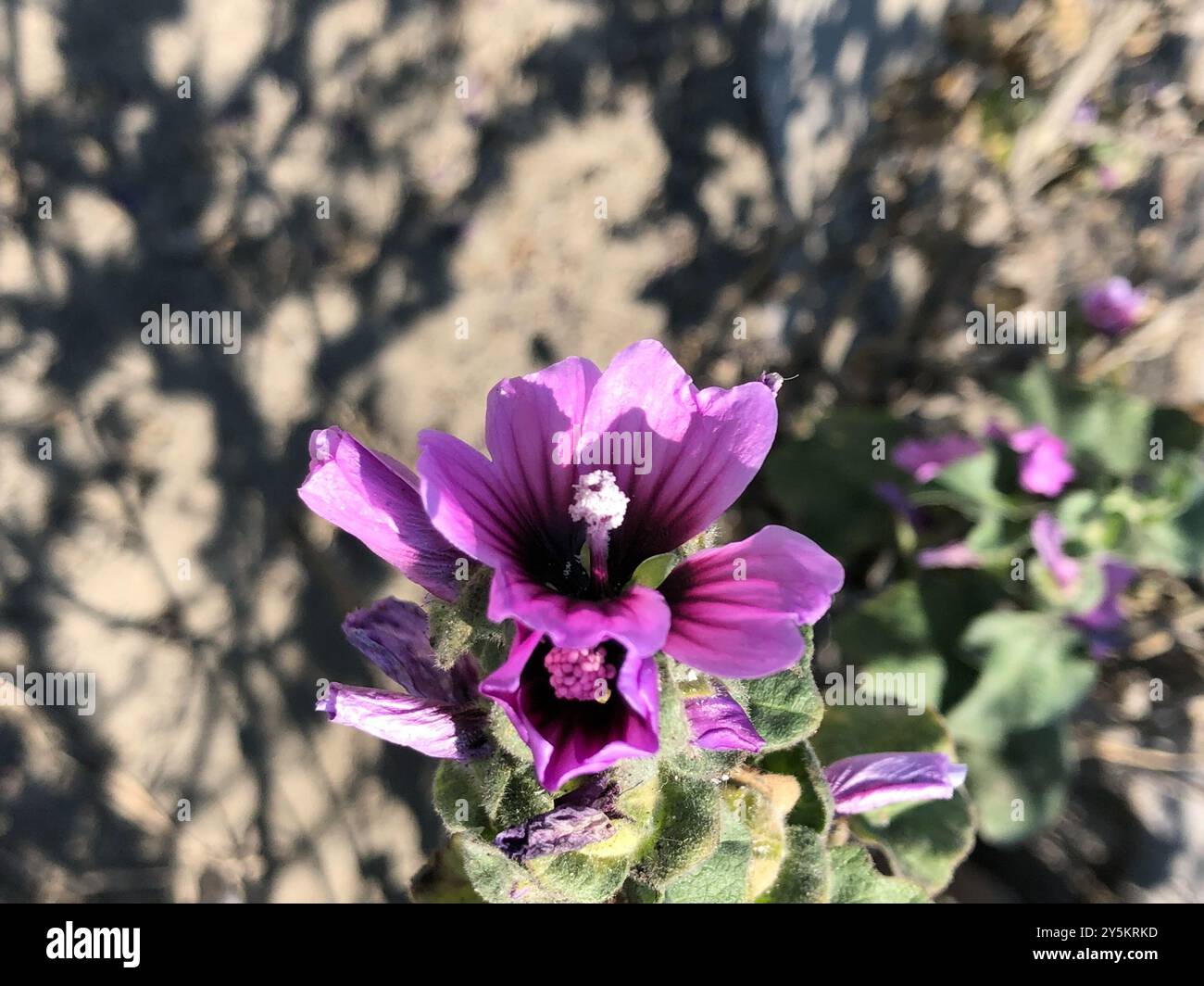Tree Mallow (Malva arborea) Plantae Stock Photo - Alamy