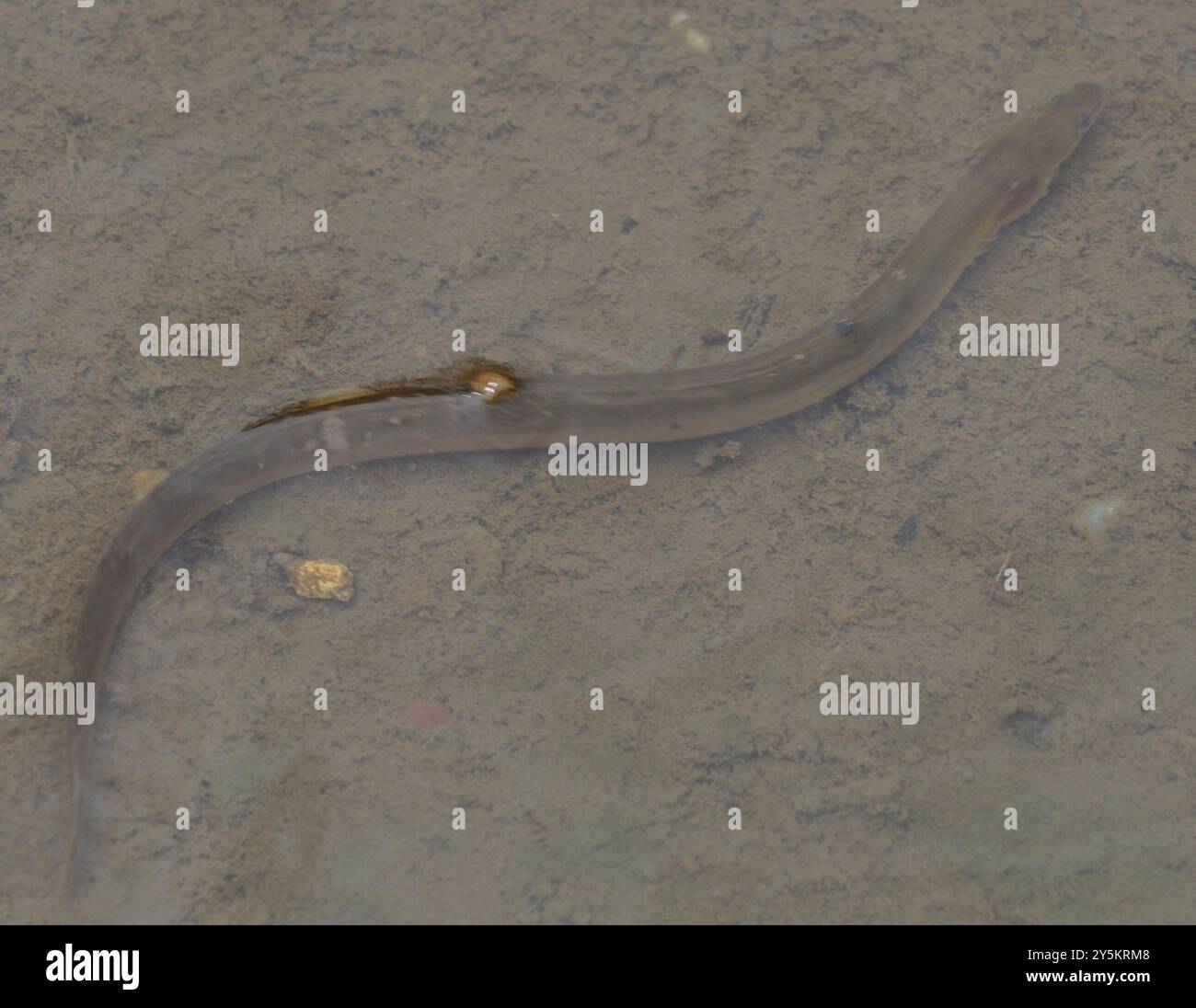 American Eel (Anguilla rostrata) Actinopterygii Stock Photo - Alamy