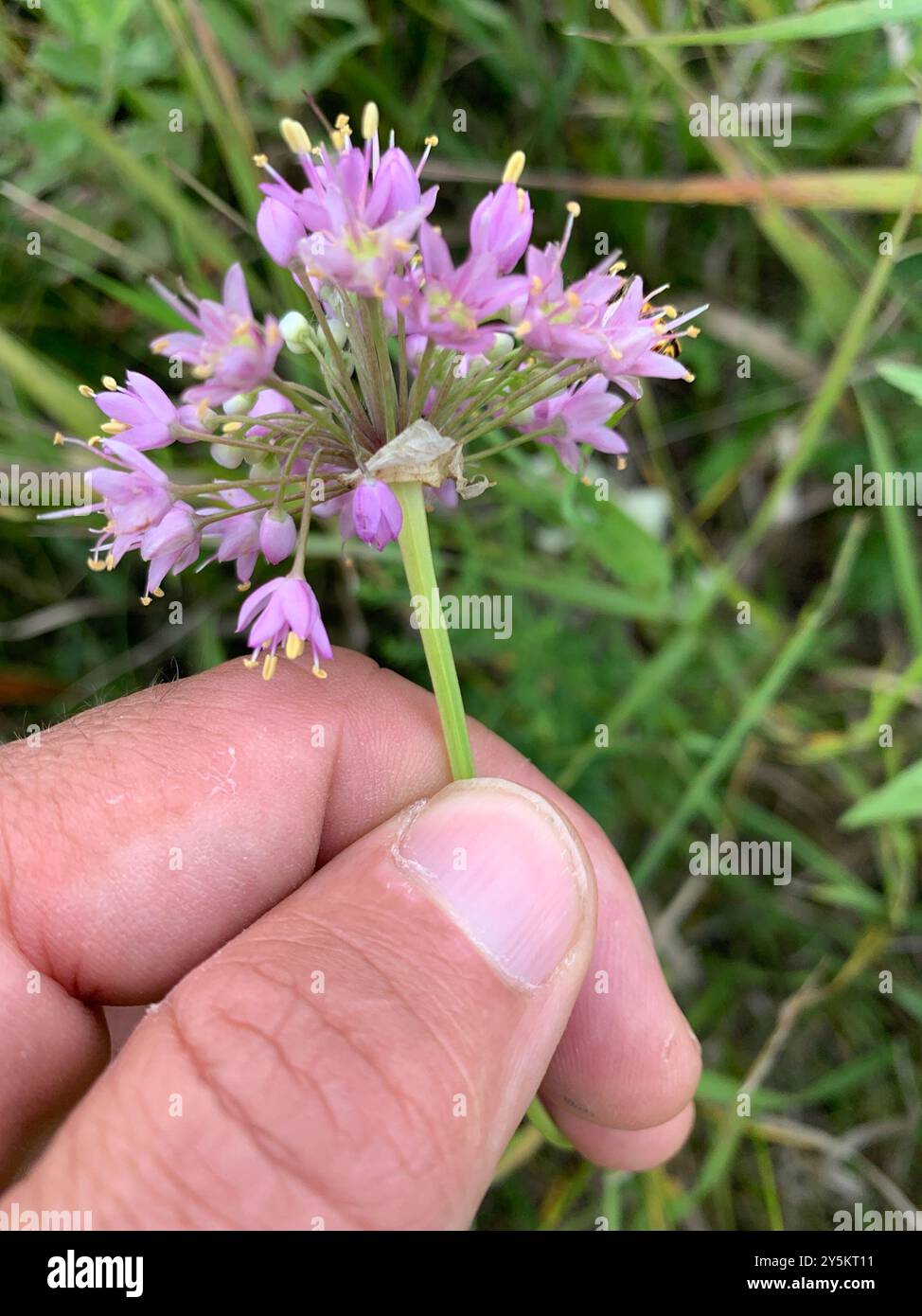 Prairie Onion (Allium stellatum) Plantae Stock Photo - Alamy