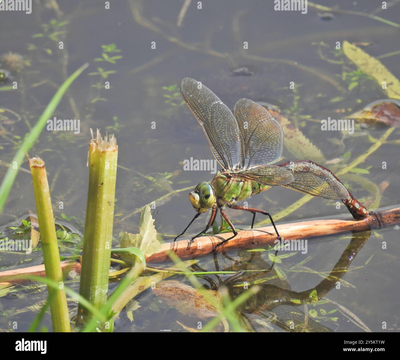 Blue Emperor (Anax imperator) Insecta Stock Photo - Alamy