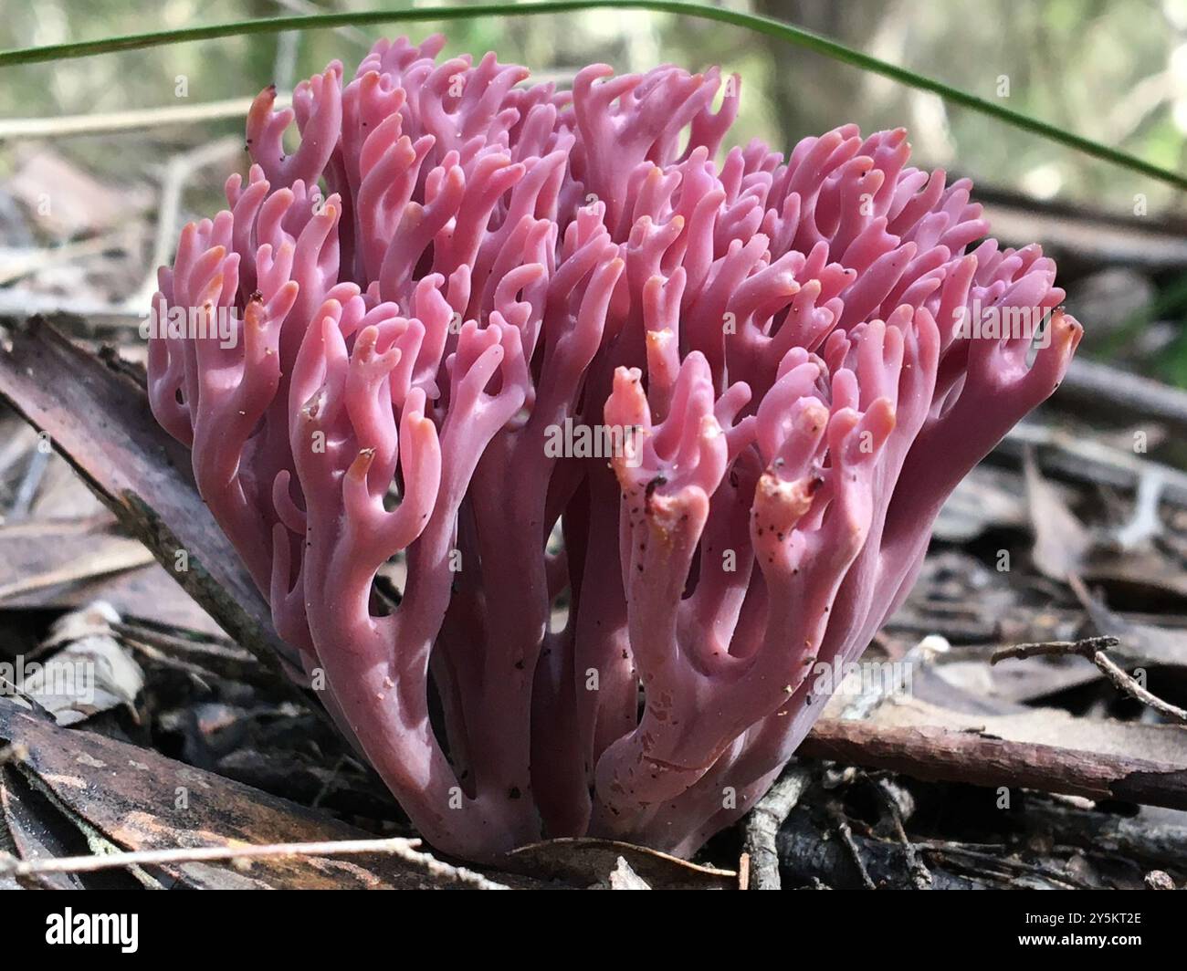 violet coral fungus (Clavaria zollingeri) Fungi Stock Photo - Alamy