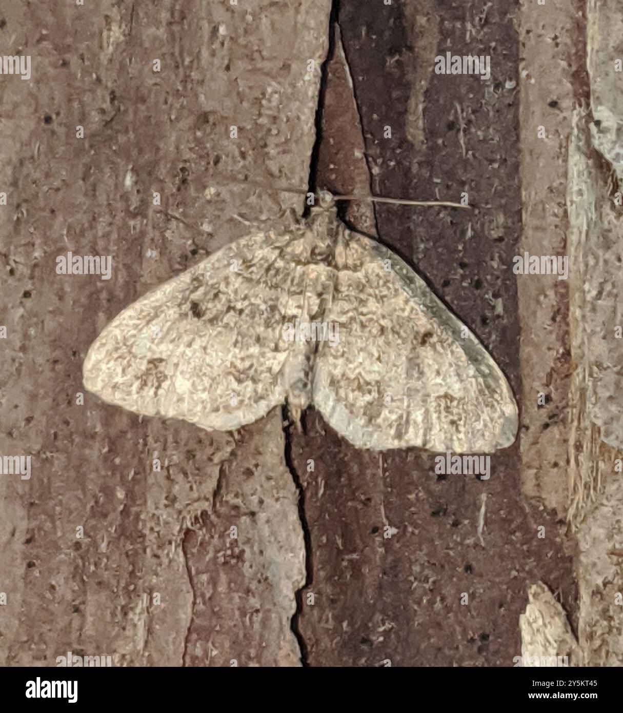 Carpet Moths (Larentiinae) Insecta Stock Photo - Alamy