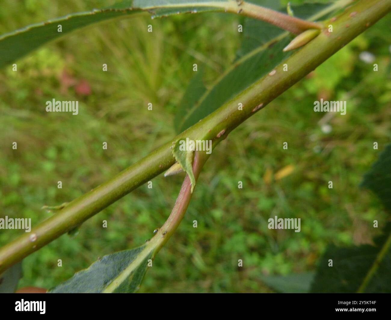 Almond Willow (Salix triandra) Plantae Stock Photo - Alamy