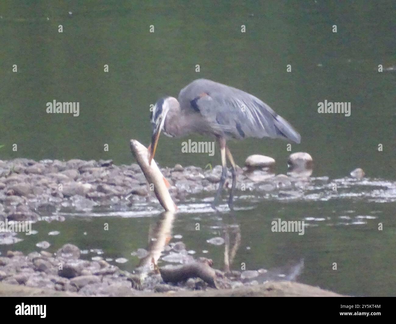 Suckers (Catostomidae) Actinopterygii Stock Photo - Alamy