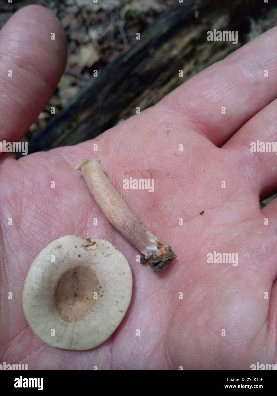 Oakbug Milkcap (Lactarius quietus) Fungi Stock Photo - Alamy