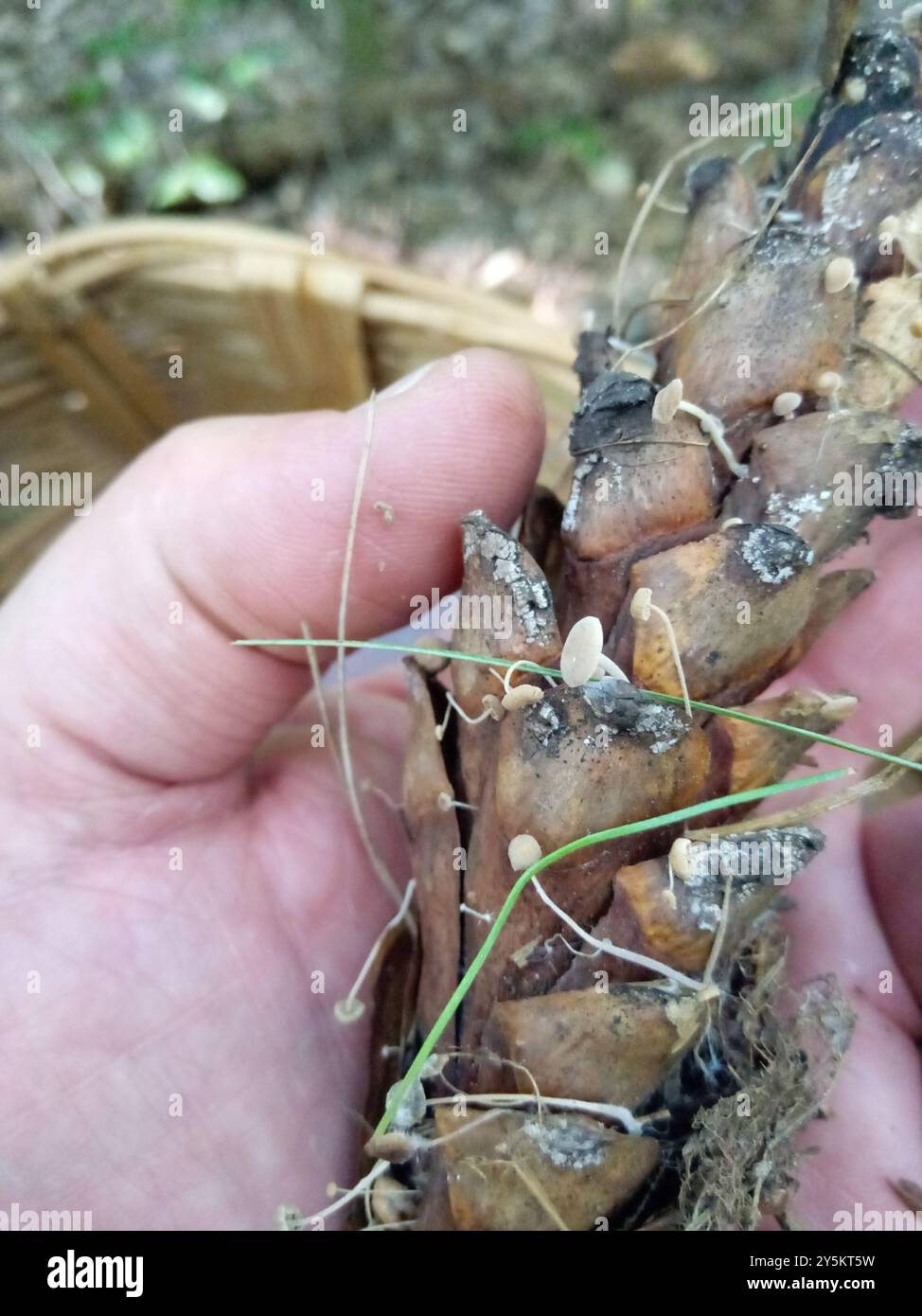 Conifercone Cap (Baeospora myosura) Fungi Stock Photo - Alamy