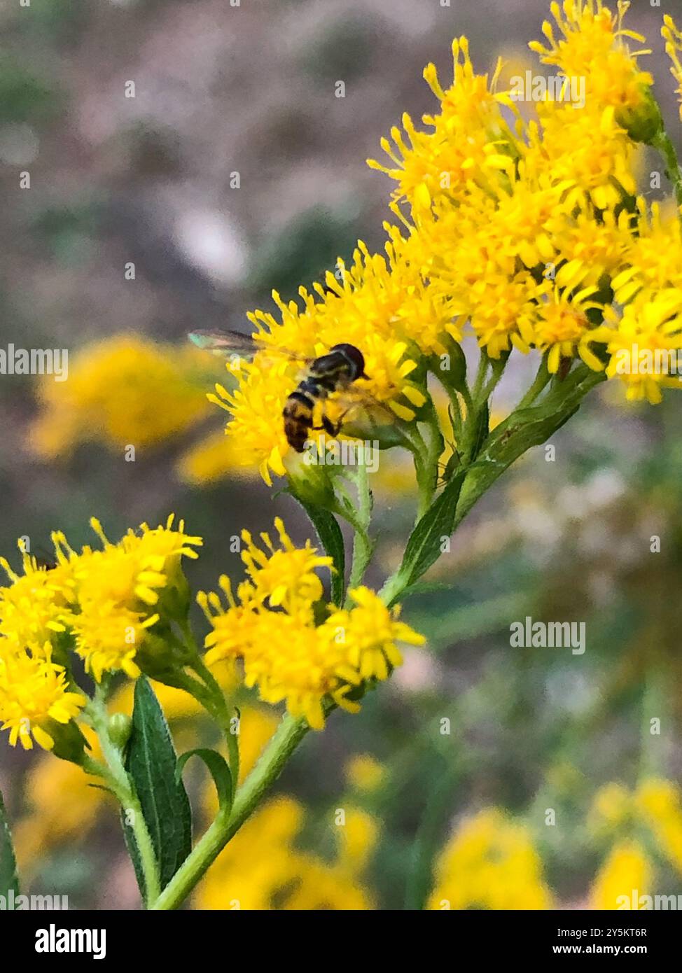 Eastern Calligrapher (Toxomerus geminatus) Insecta Stock Photo - Alamy