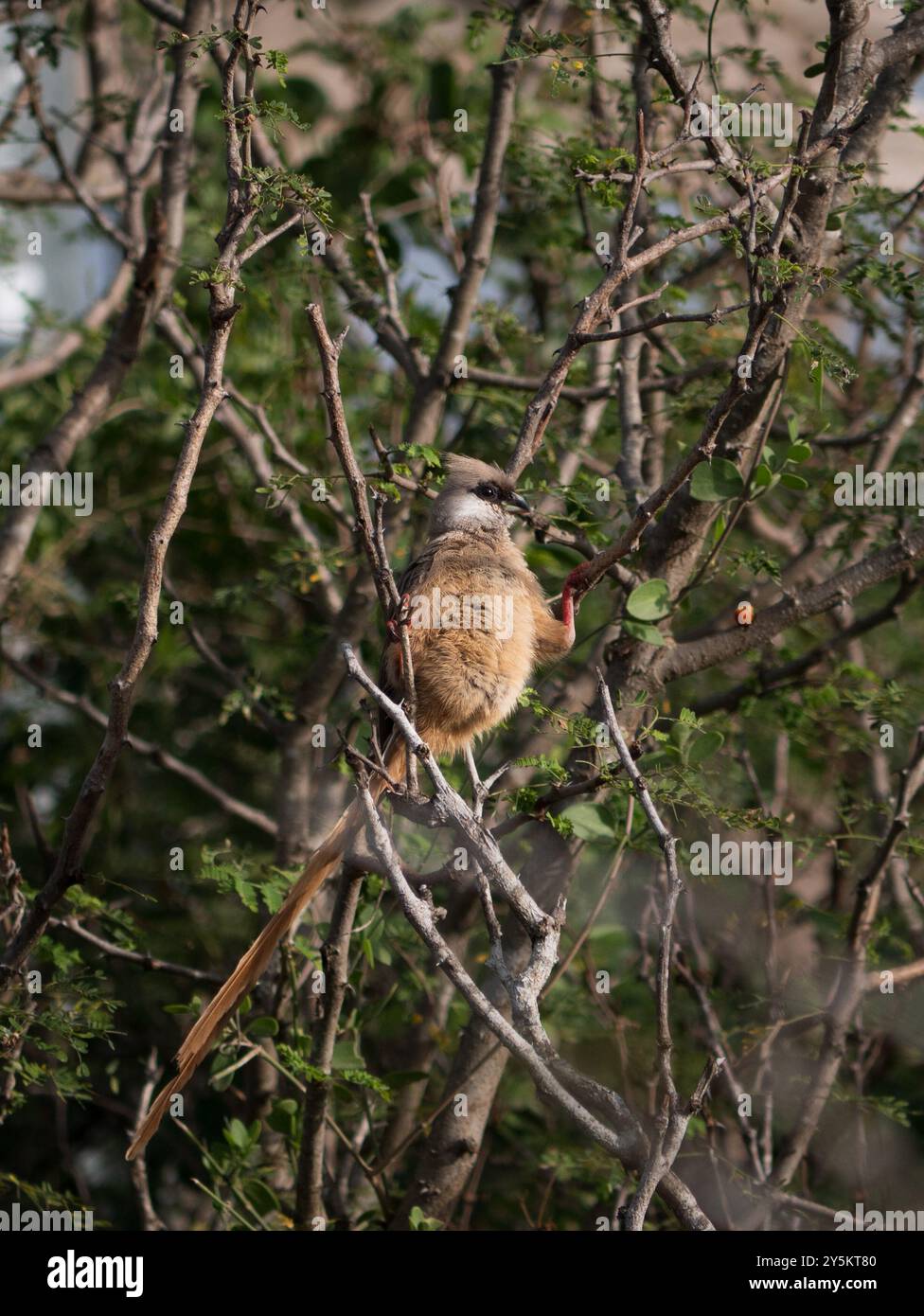 Native african birds hi-res stock photography and images - Alamy