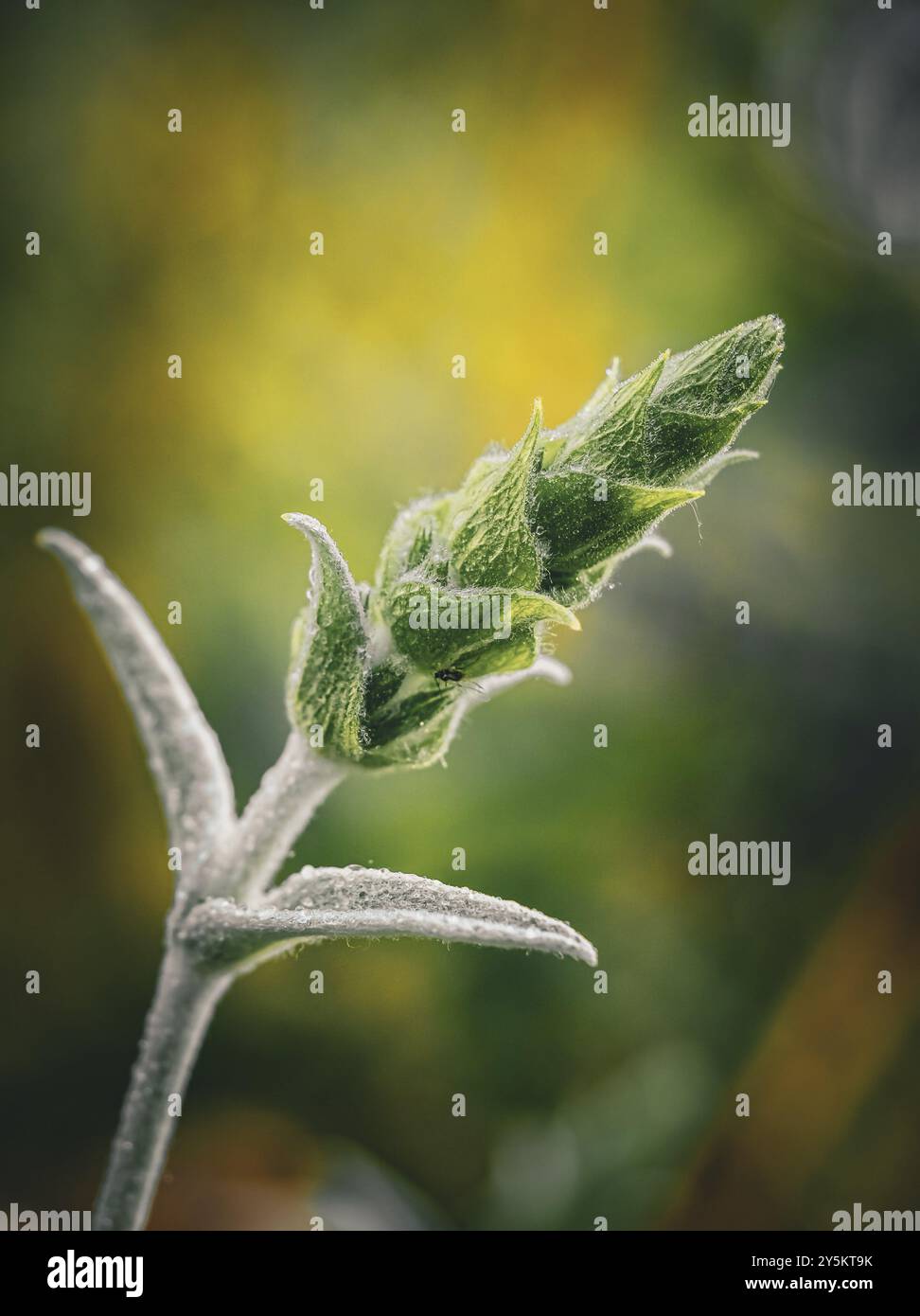 Greek mountain tea (sideritis scardica Stock Photo - Alamy