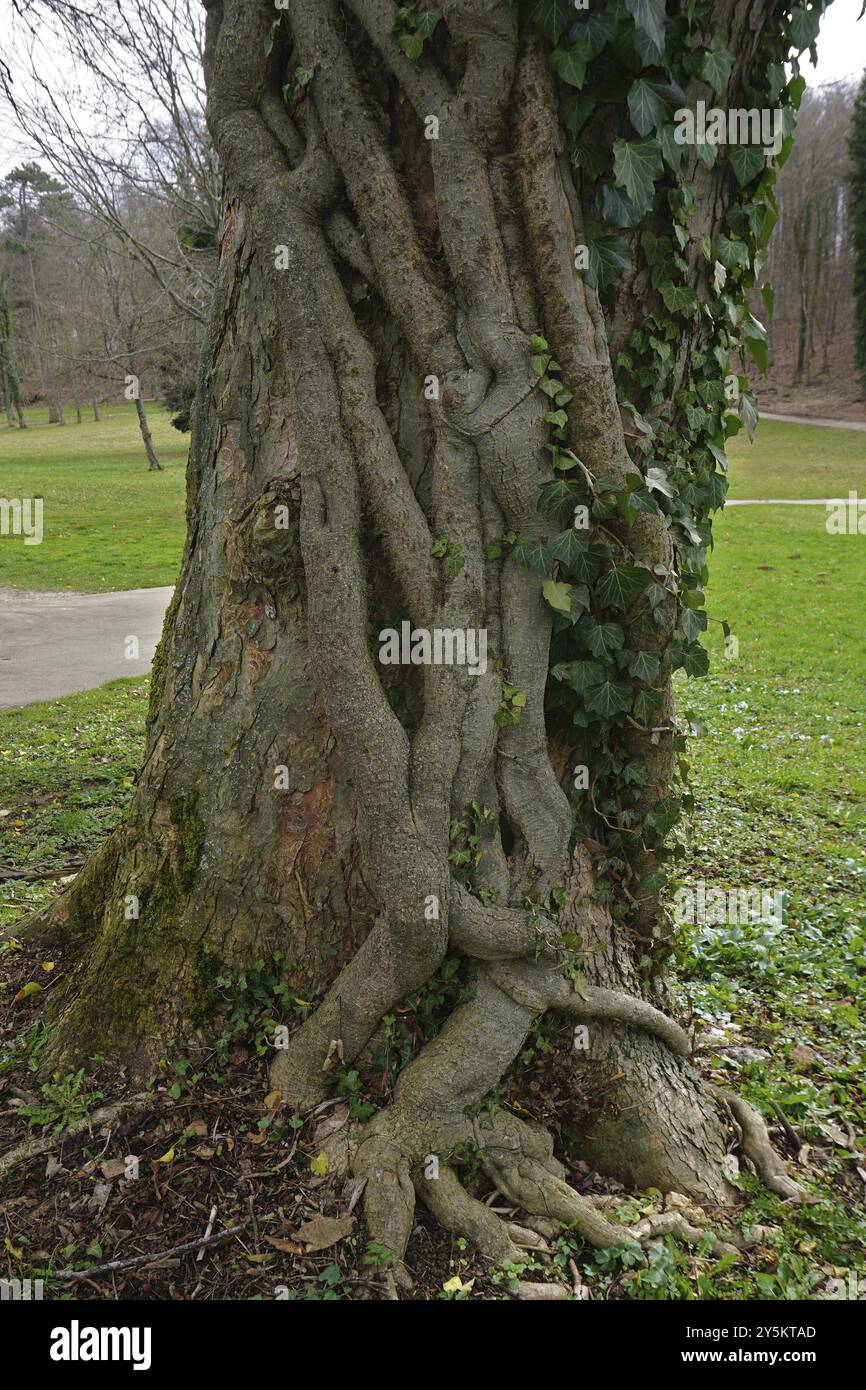 Sycamore tree roots hi-res stock photography and images - Alamy