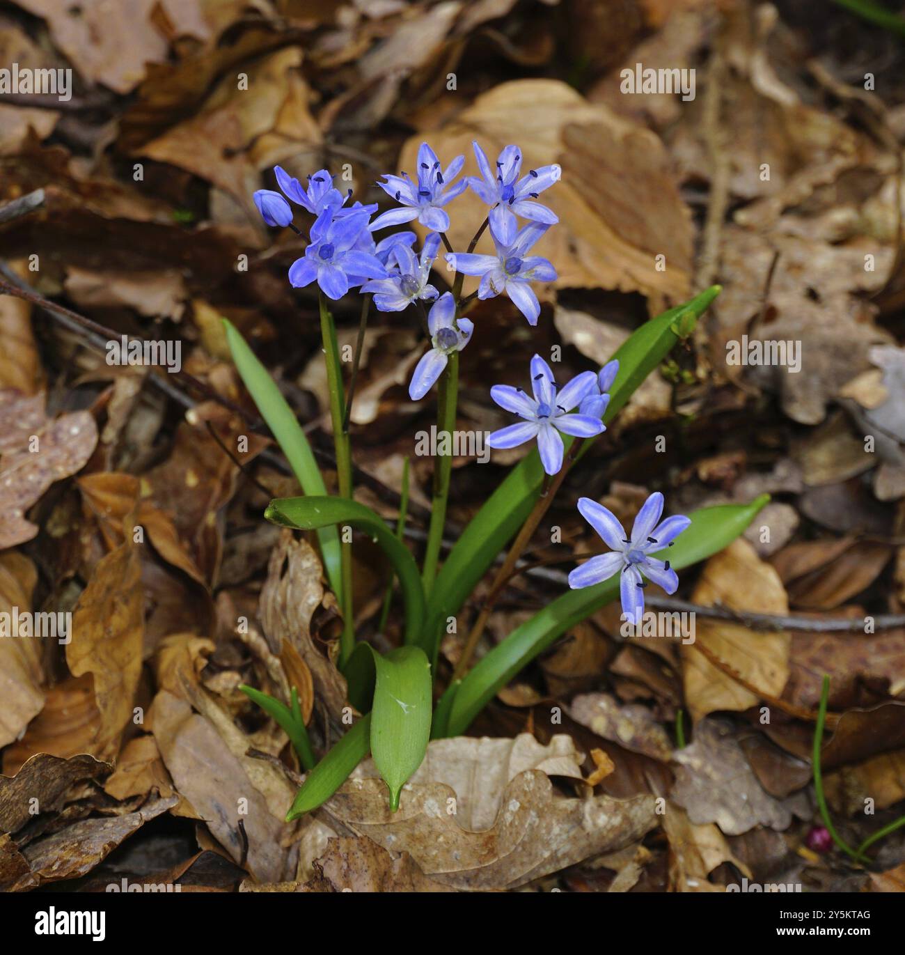 Alpine squill, Scilla bifolia, common bluebell, Alpine squill, two-leaf ...