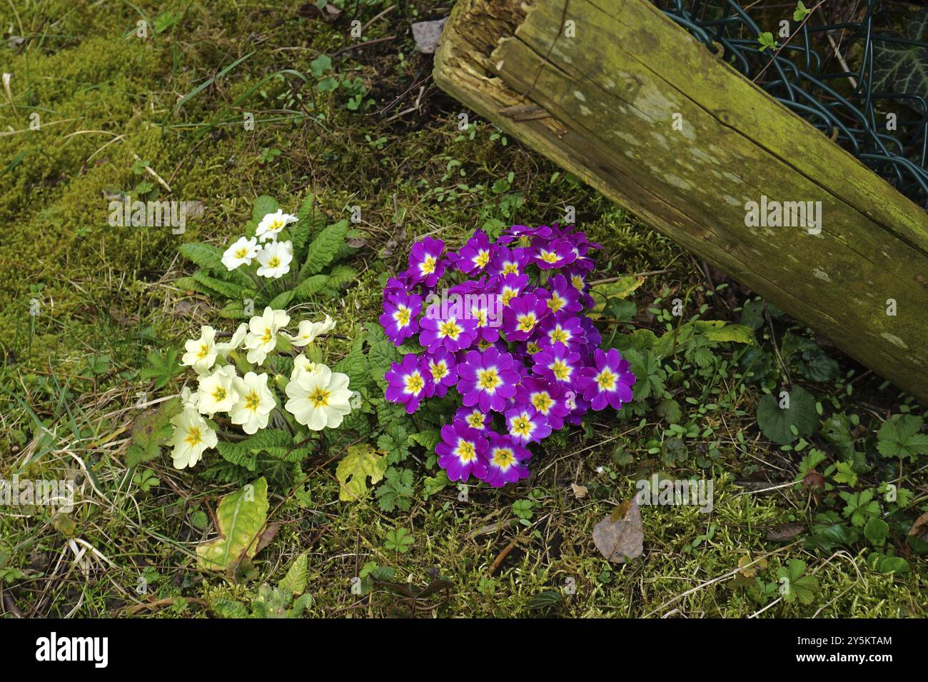 Garden primroses, various colours, Primula, primrose Stock Photo - Alamy