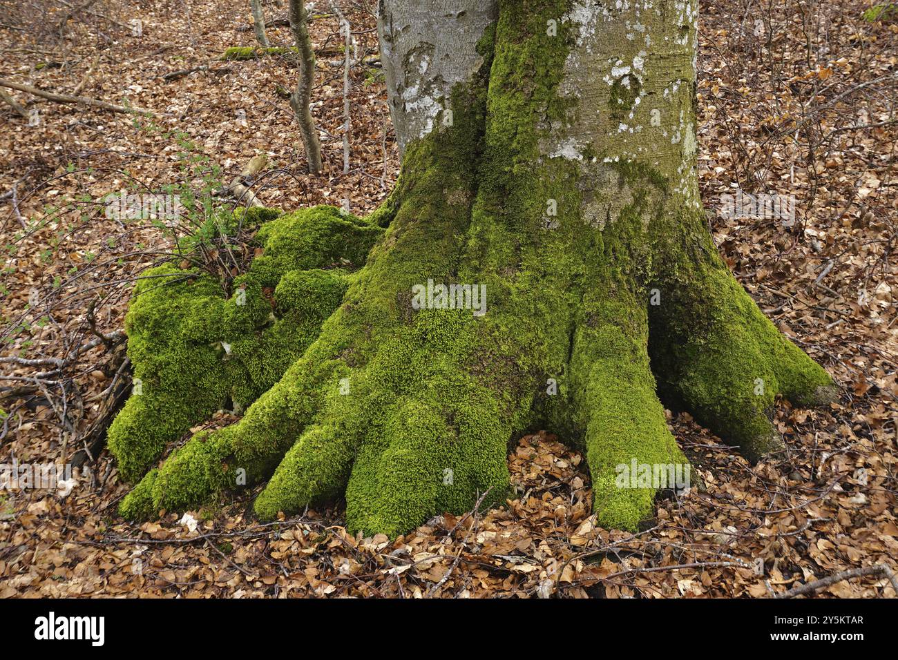 European beech, Fagus sylvatica, common beech, European beech, tree ...